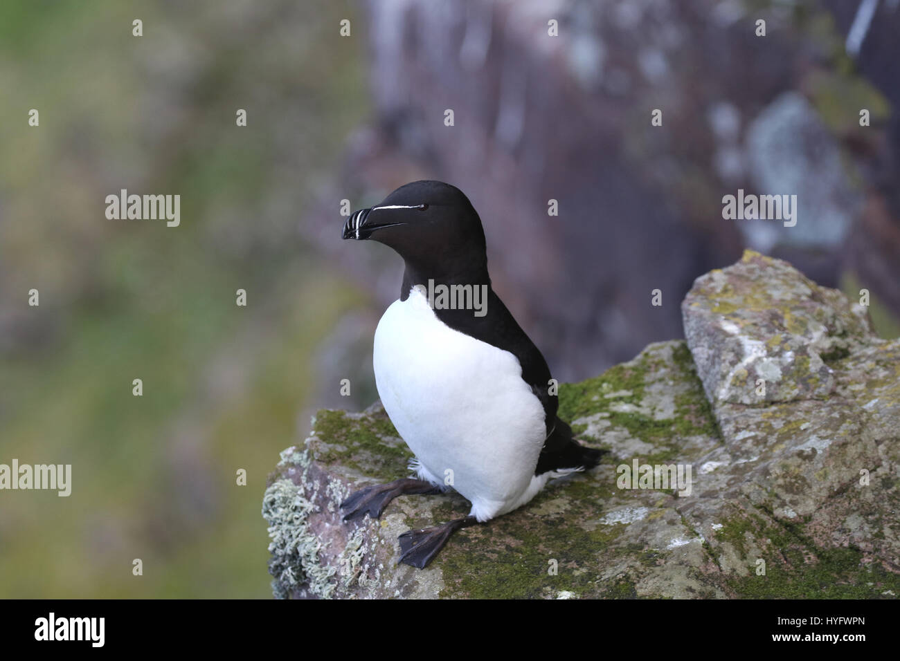 Razorbill side view hi-res stock photography and images - Alamy