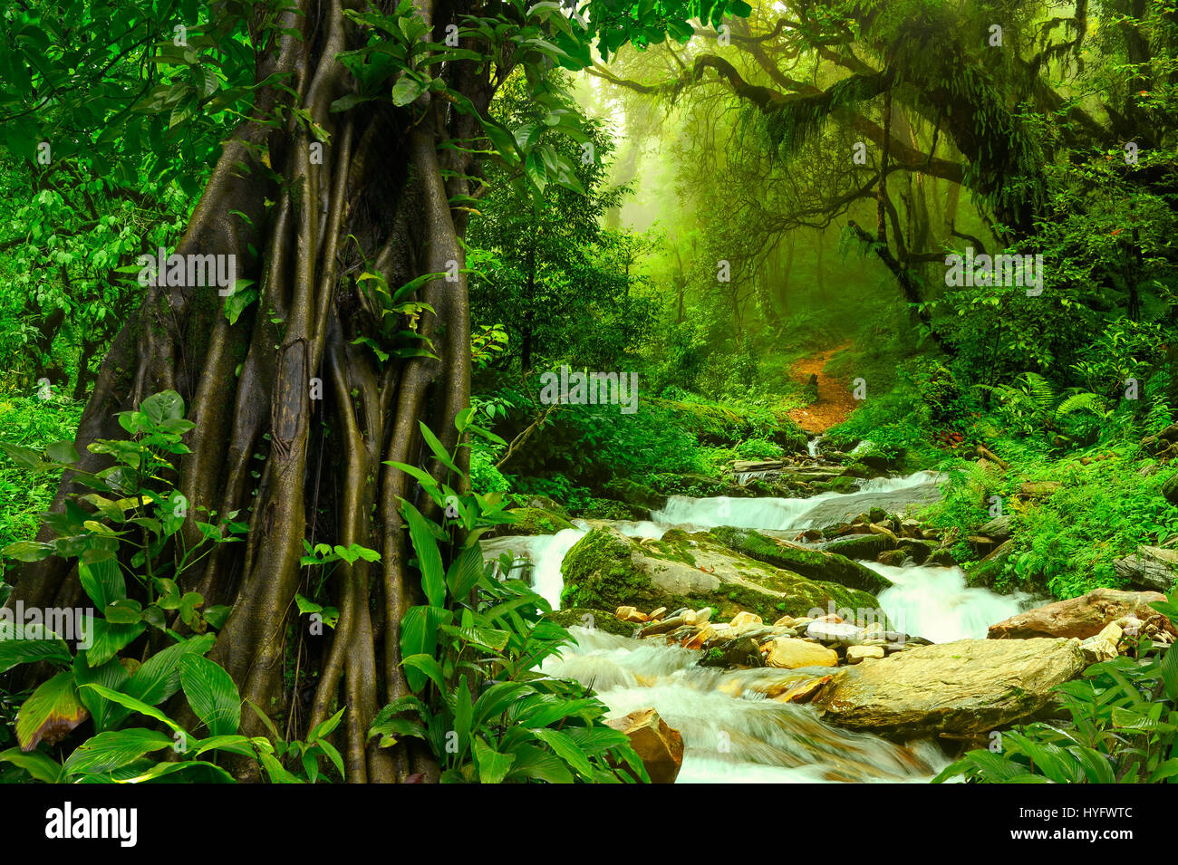 Subtropical jungle of Nepal at the base of the Annapurna Stock Photo ...