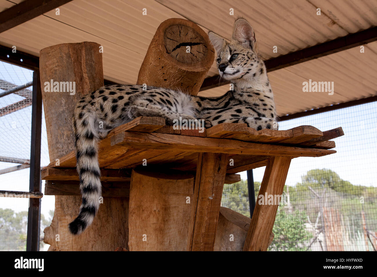 Serval Cat in South Africa Stock Photo - Alamy