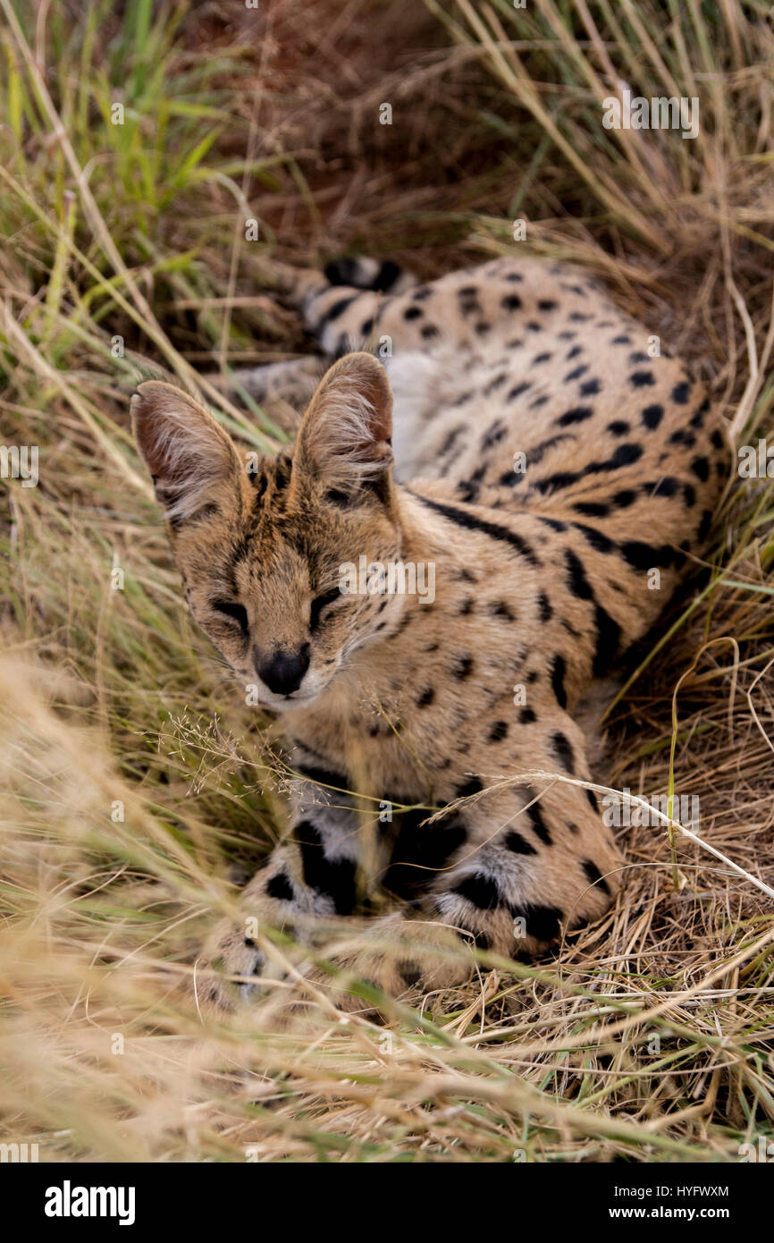 Serval cat hi-res stock photography and images - Alamy