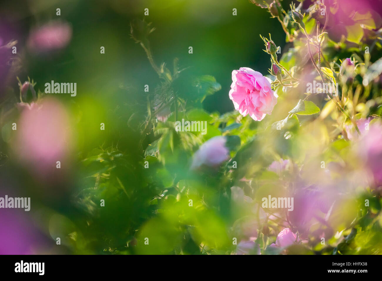 Rosa damascena hi-res stock photography and images - Alamy