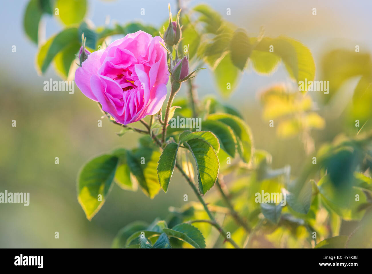Rosa damascena hi-res stock photography and images - Alamy
