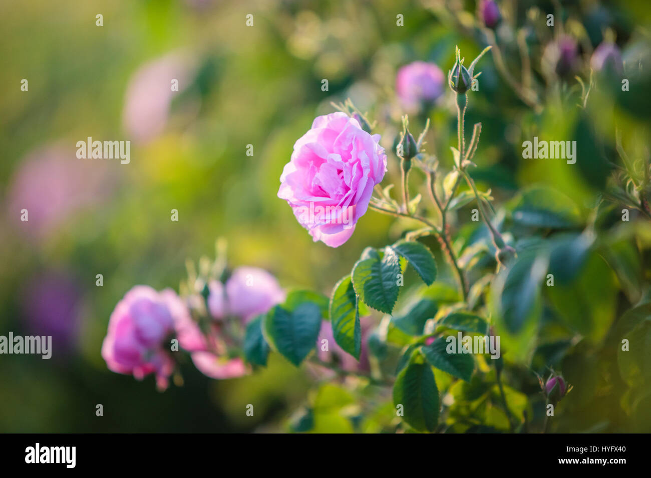 Rosa Damascena High Resolution Stock Photography and Images - Alamy