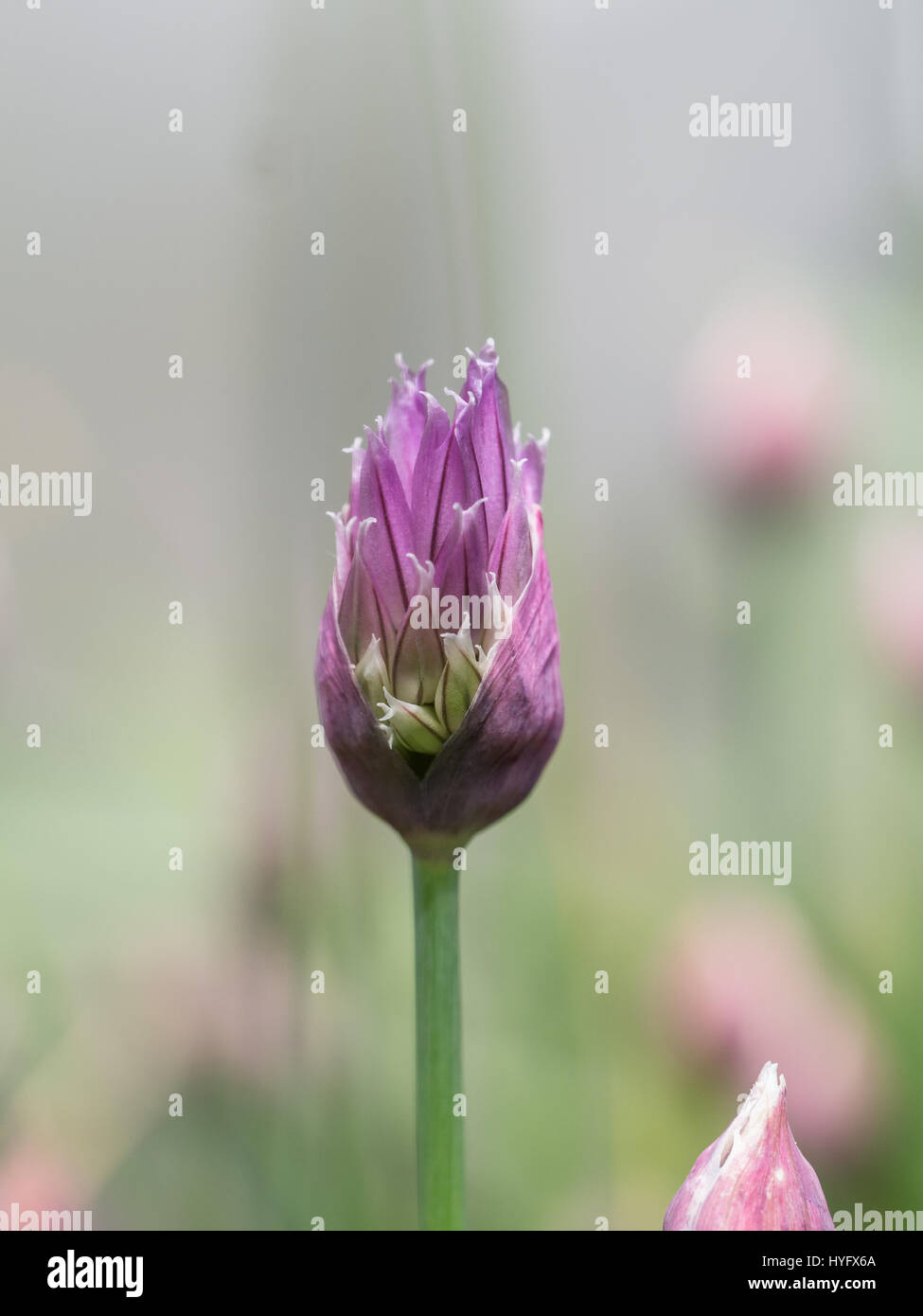 Allium schoenoprasum chives flower bud hi-res stock photography and ...