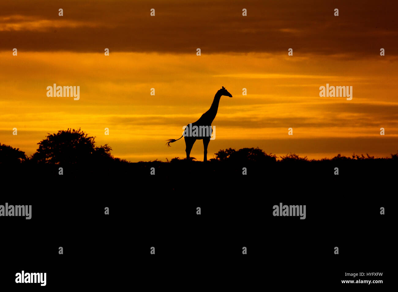 Angolan giraffe Giraffa giraffa angolensis known as Namibian giraffe at ...