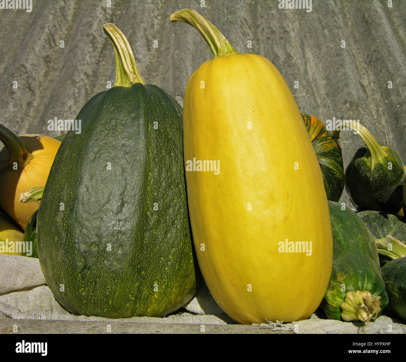 Two large vegetable marrows Stock Photo - Alamy