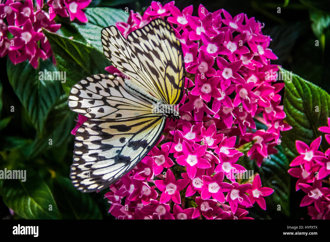 Paper Kite Butterfly (Idea leuconoe Stock Photo - Alamy