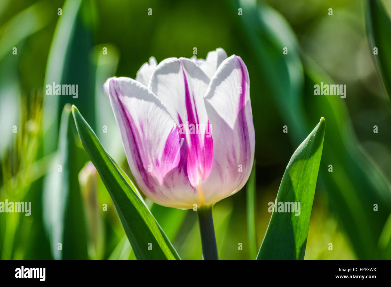 Striped white and purple tulip backlit in spring closeup Stock Photo - Alamy
