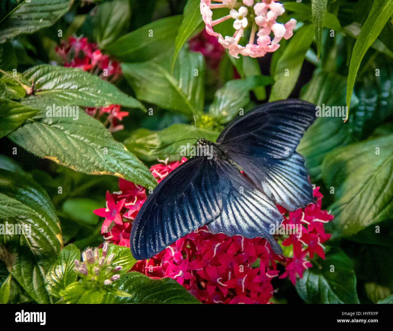 Pipevine swallowtail butterfly (Battus philenor Stock Photo - Alamy