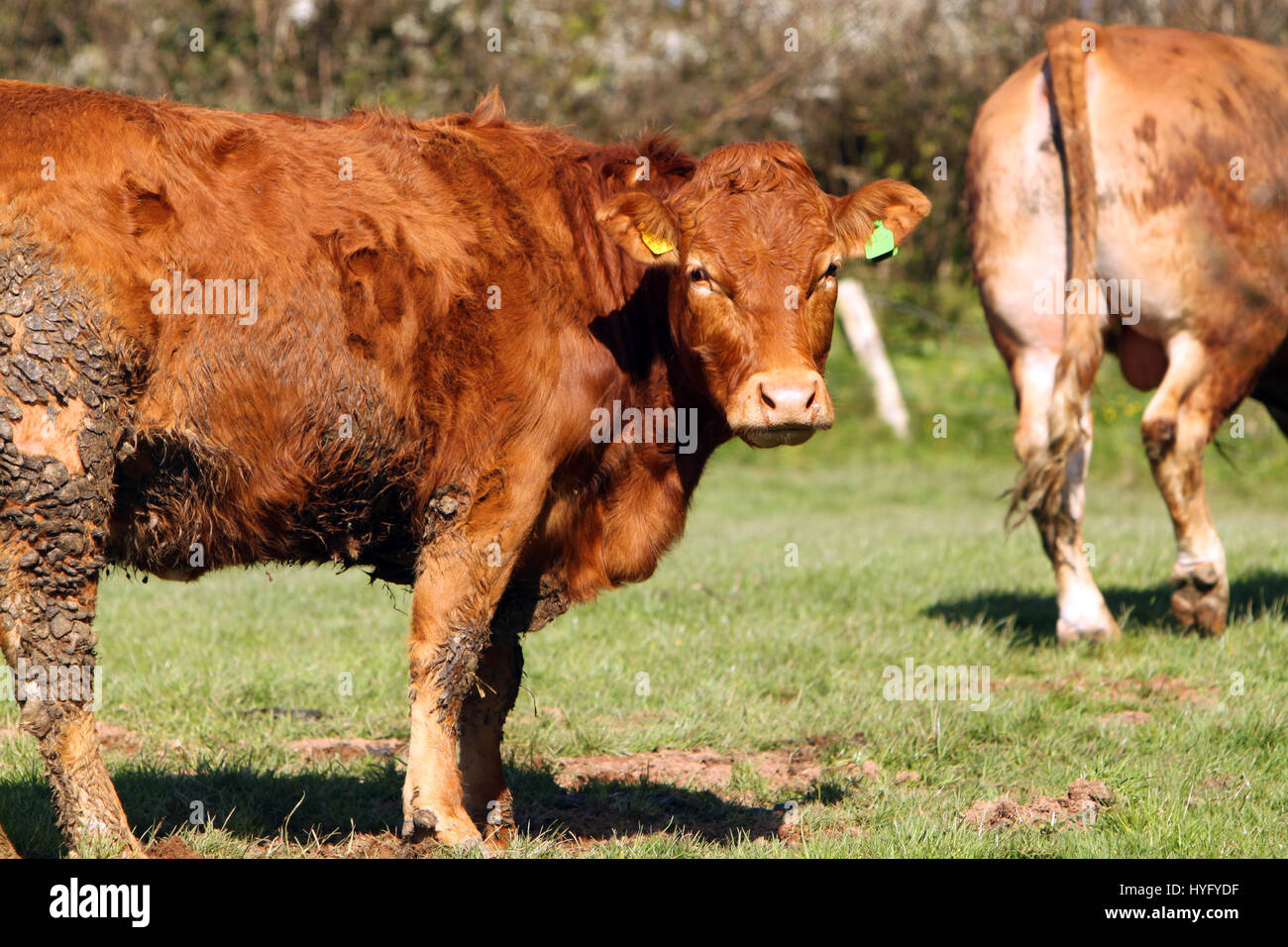 muddy cow in field Stock Photo - Alamy