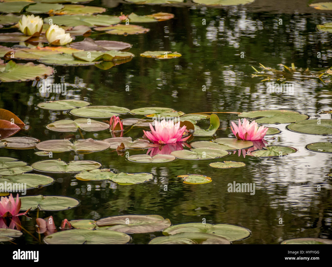 Water lilies. (Nymphaeaceae Stock Photo - Alamy