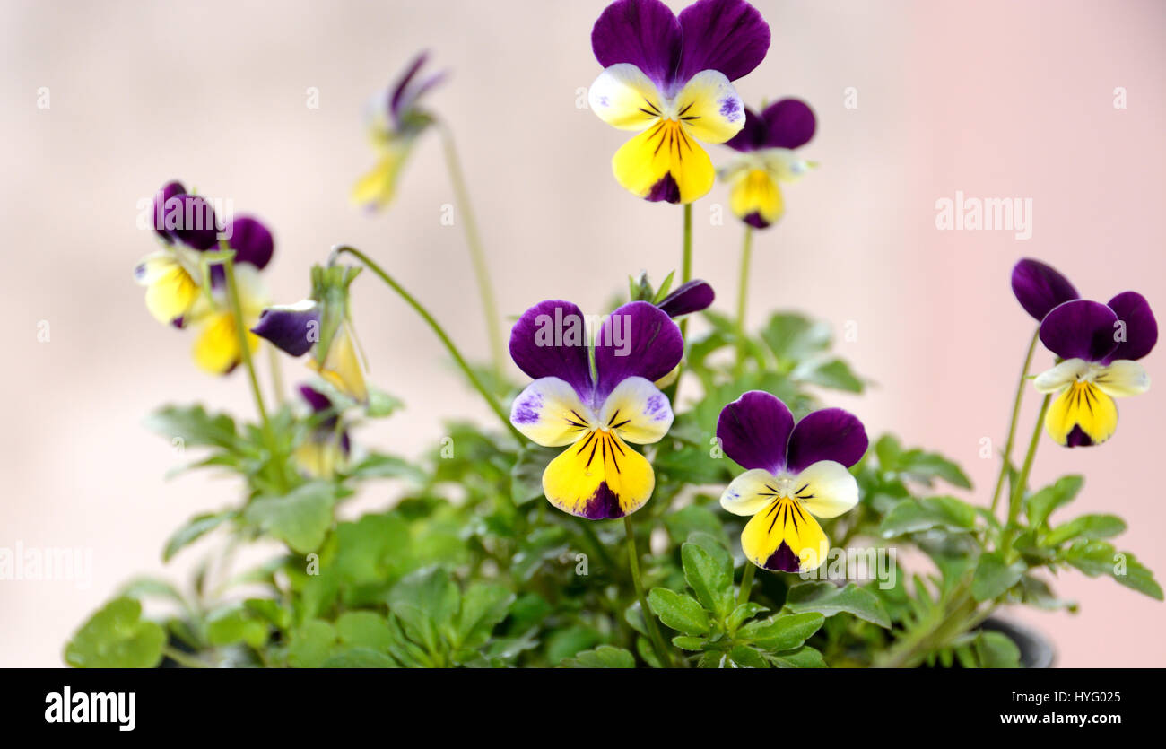 Violet tricolor flower hi-res stock photography and images - Alamy
