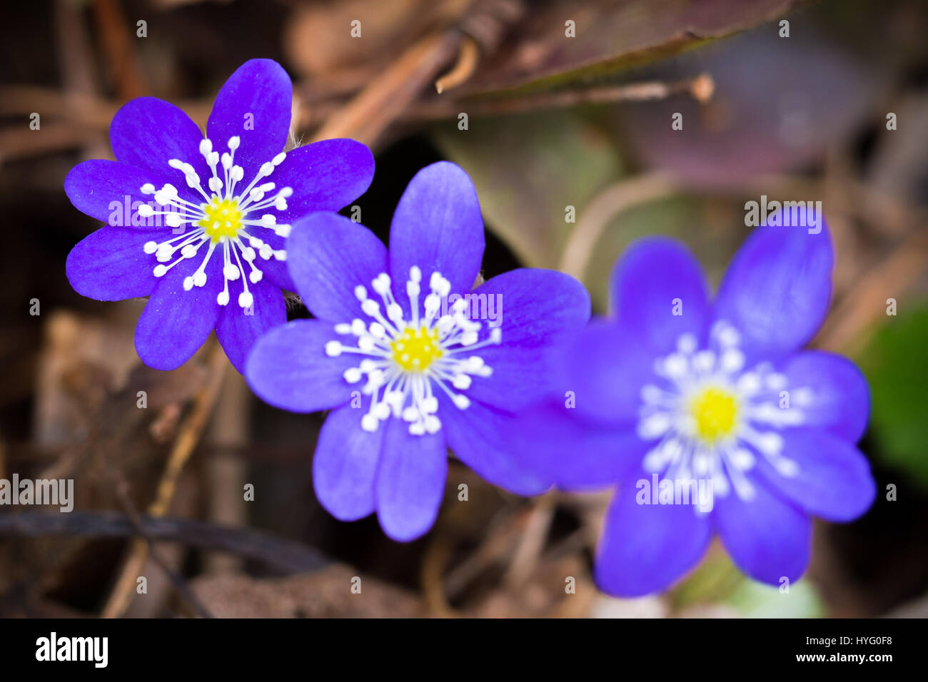 Hepatica flowers hi-res stock photography and images - Alamy