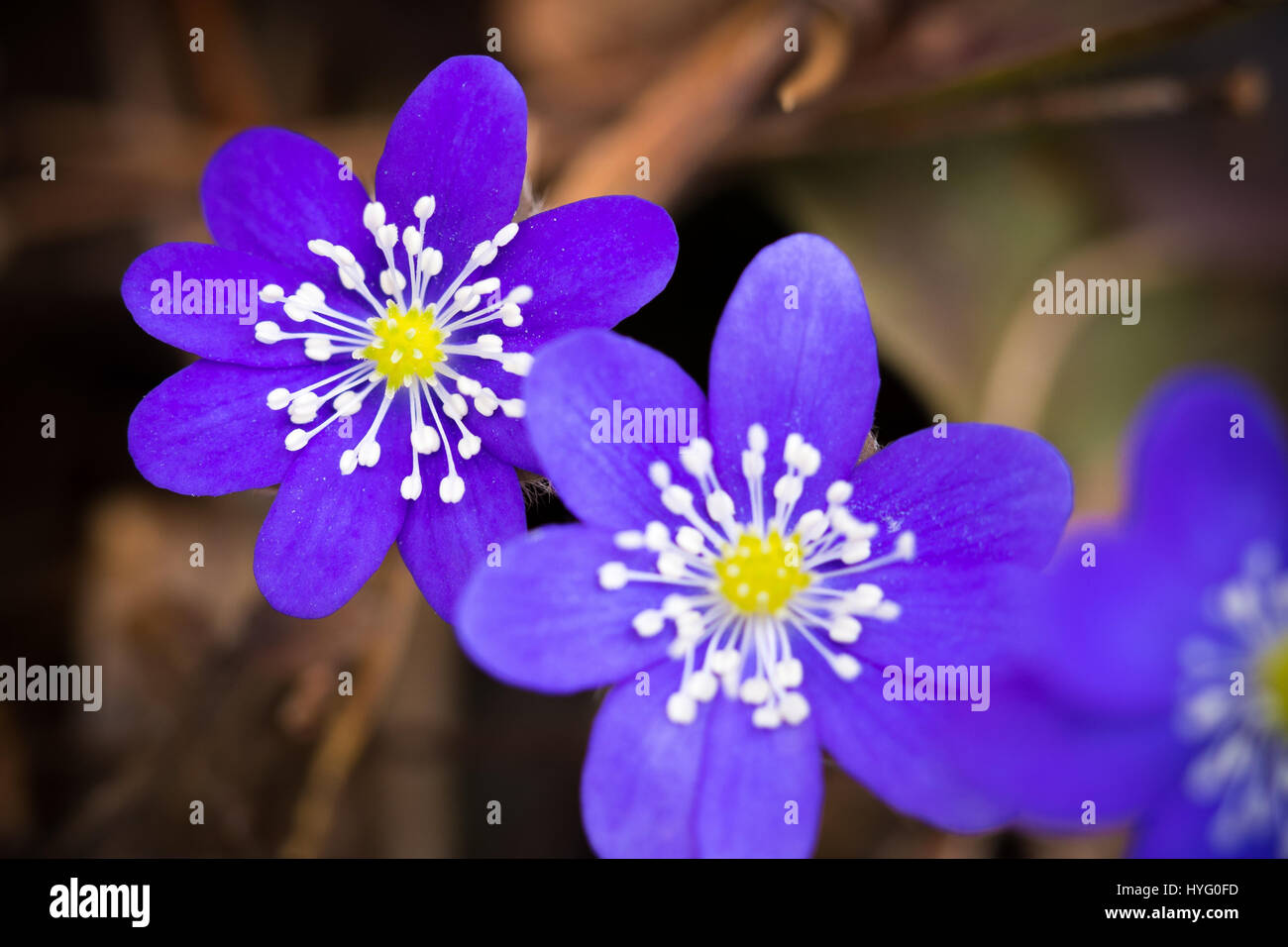 Hepatica flowers hi-res stock photography and images - Alamy