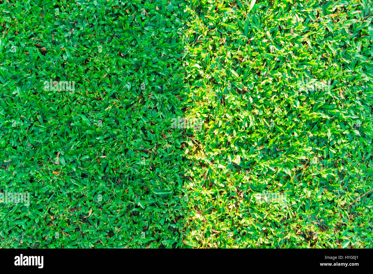 Dark and bright green grass background texture. Two tone green grass ...