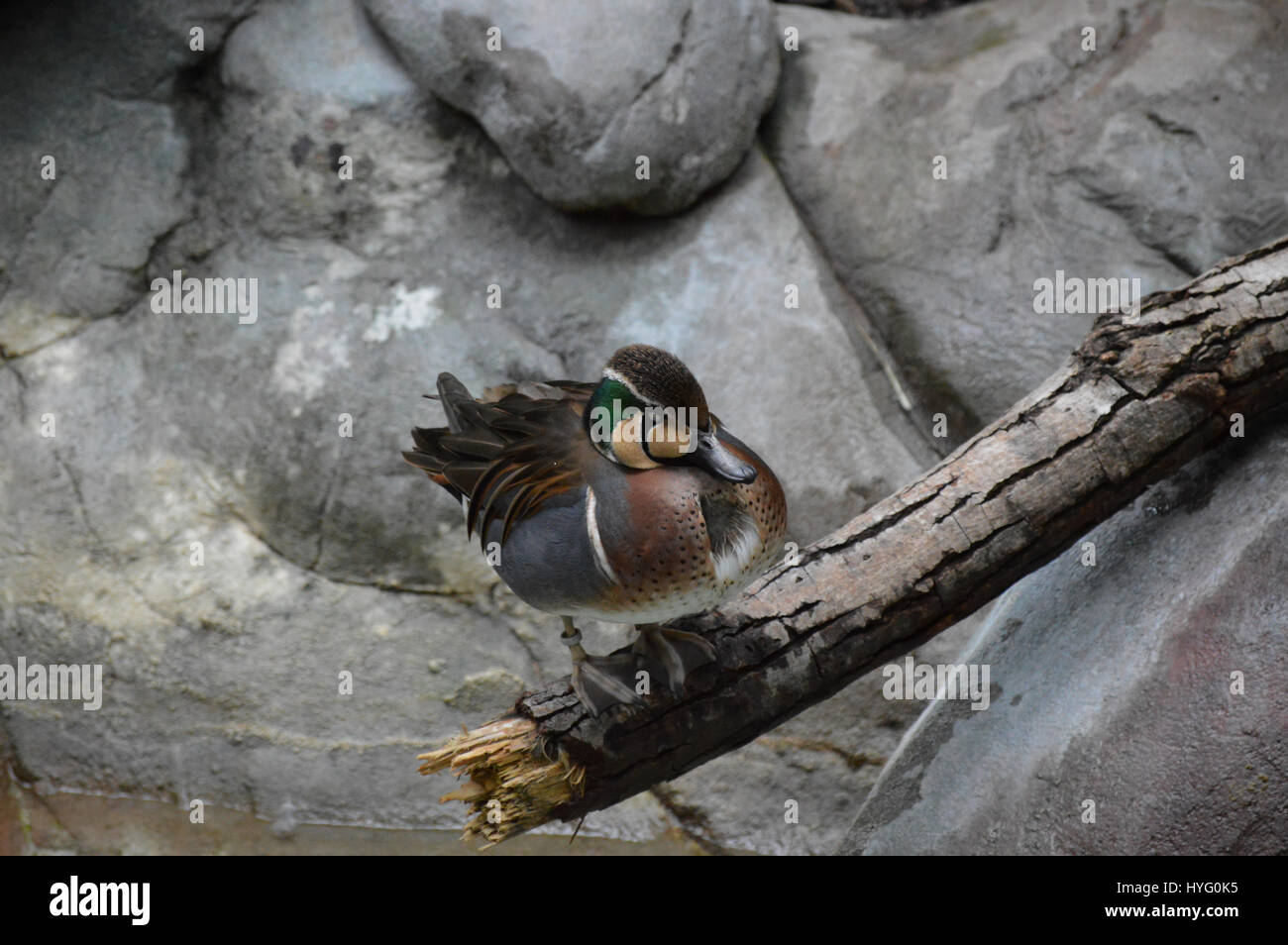 Head white standing duck hi-res stock photography and images - Alamy