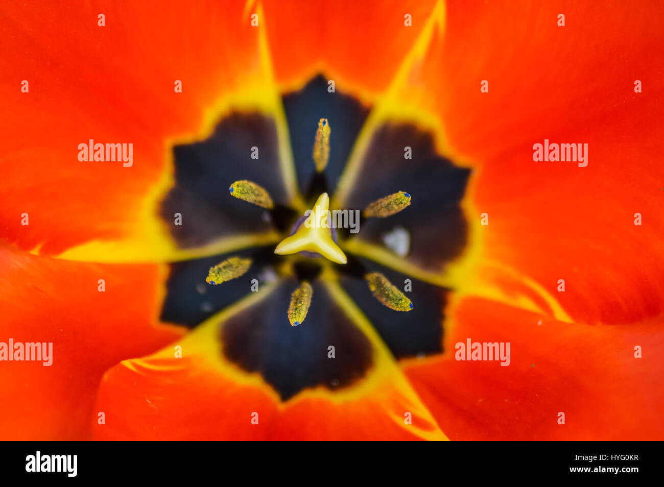 Macro view of a red and yellow tulip flower corolla top view Stock ...