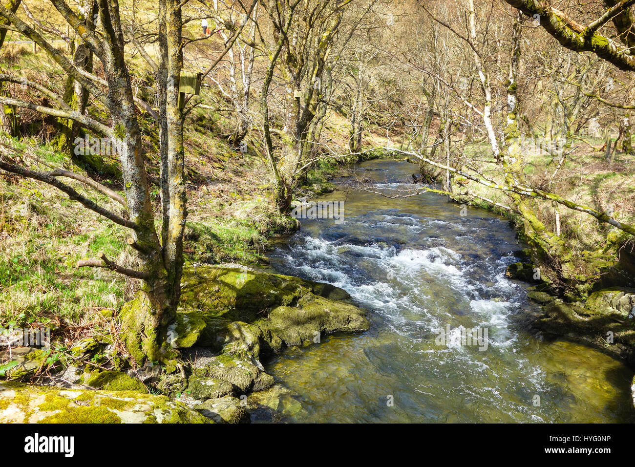 The river Marteg meandering through Gilfach Nature Reserve in the ...