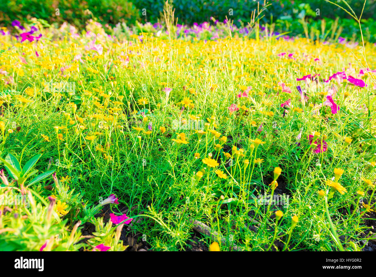 Spring background with beautiful yellow flowers, yellow flowers and ...
