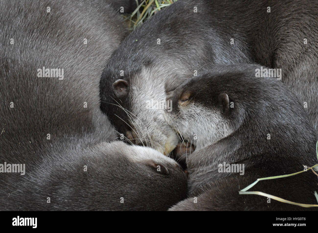 Baby Otters Cuddling