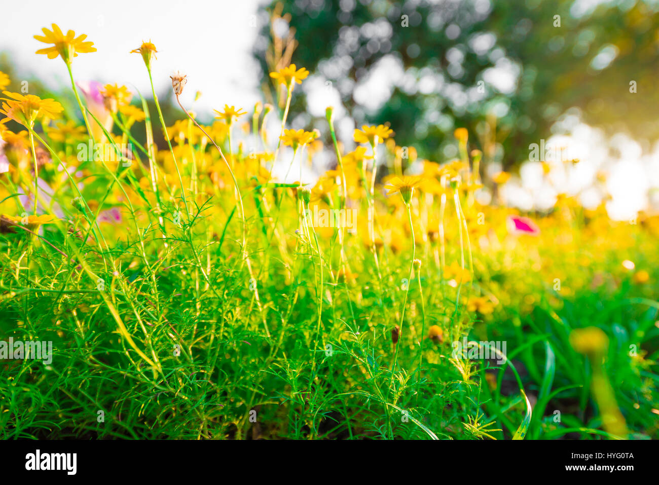 Spring background with beautiful yellow flowers, yellow flowers and ...
