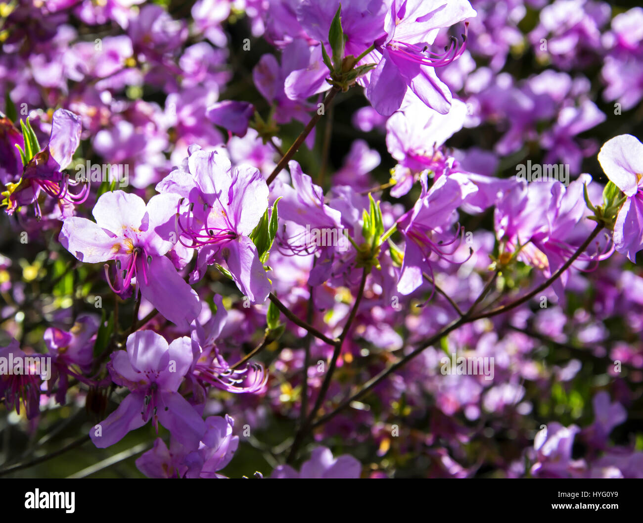 Beautiful violet flowers hi-res stock photography and images - Alamy