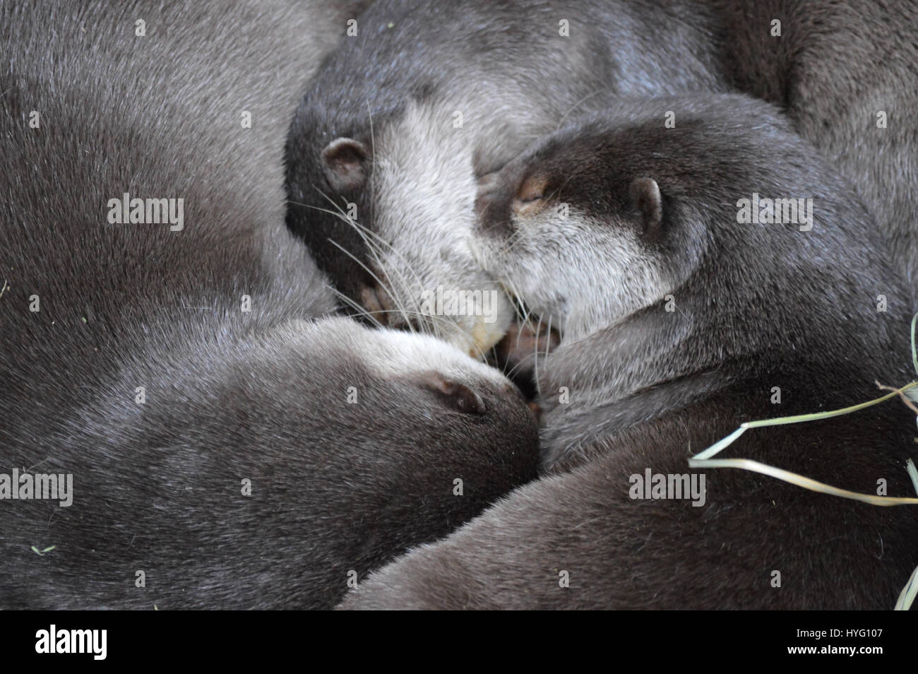 Otter cuddle hi-res stock photography and images - Alamy