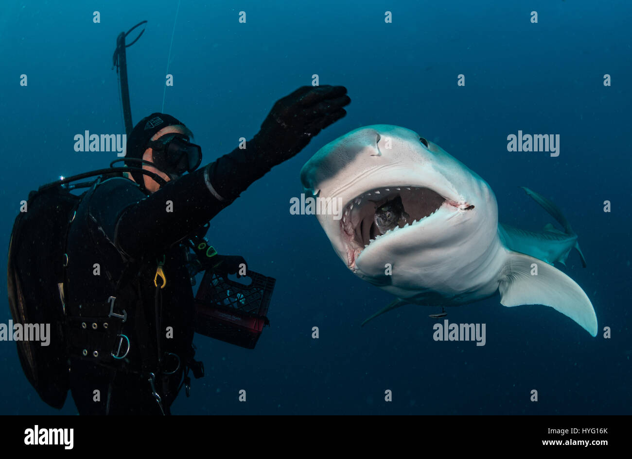 Tiger Shark Eating Fish