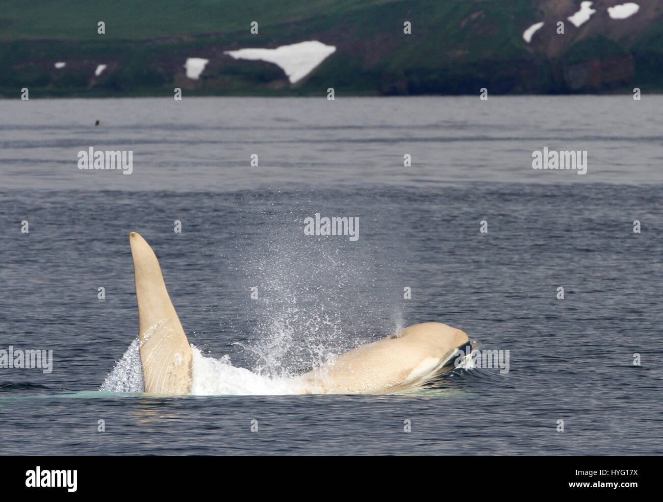 White albino whale hi-res stock photography and images - Alamy