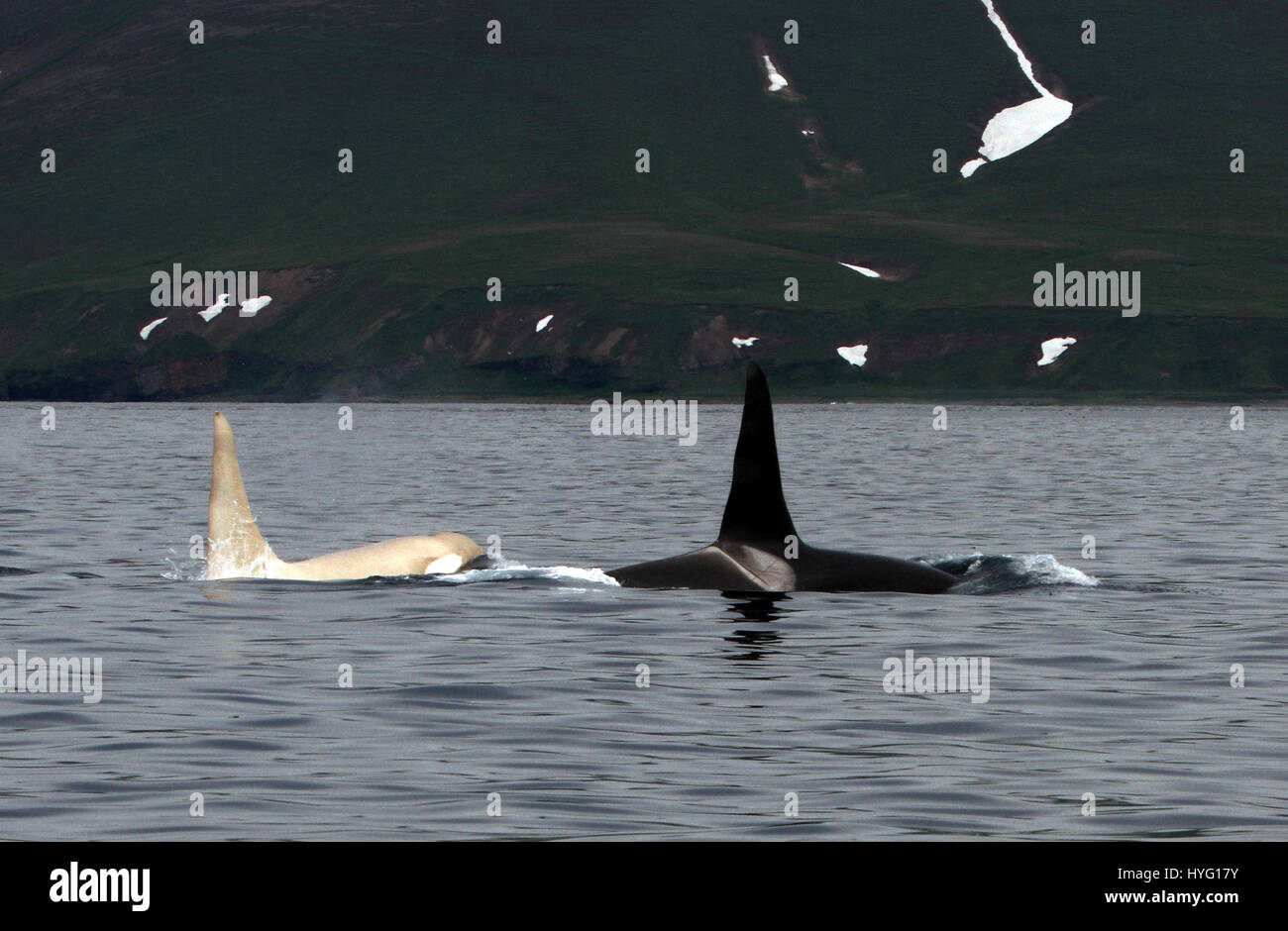 KURIL ISLANDS, PACIFIC OCEAN: A RARE albino killer whale called Iceberg ...