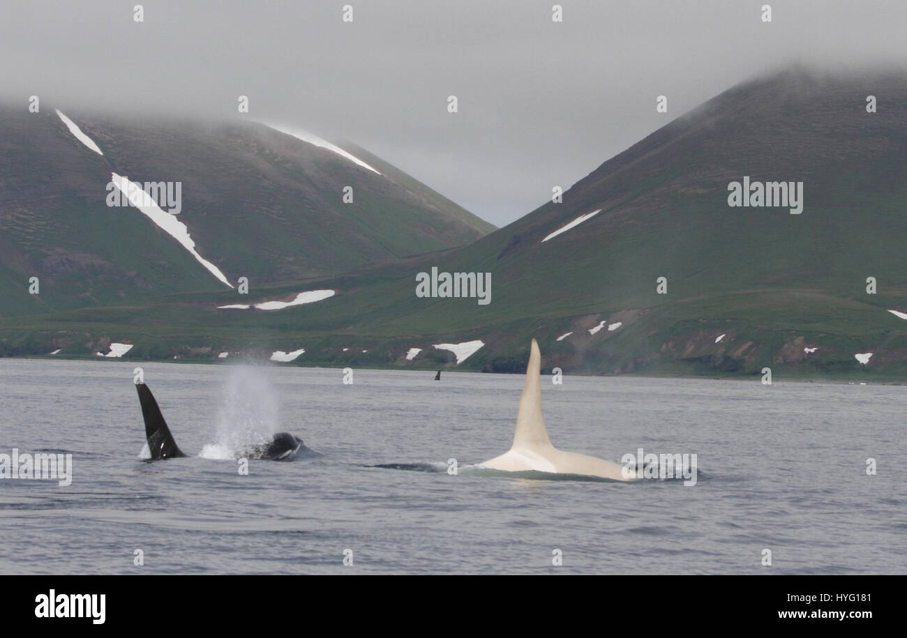 Iceberg Albino Orca