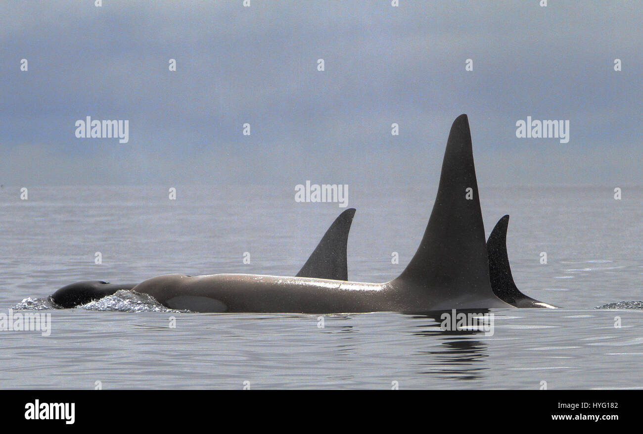 Albino Killer Whale Orca Vs Great White: Killer Duel Explained
