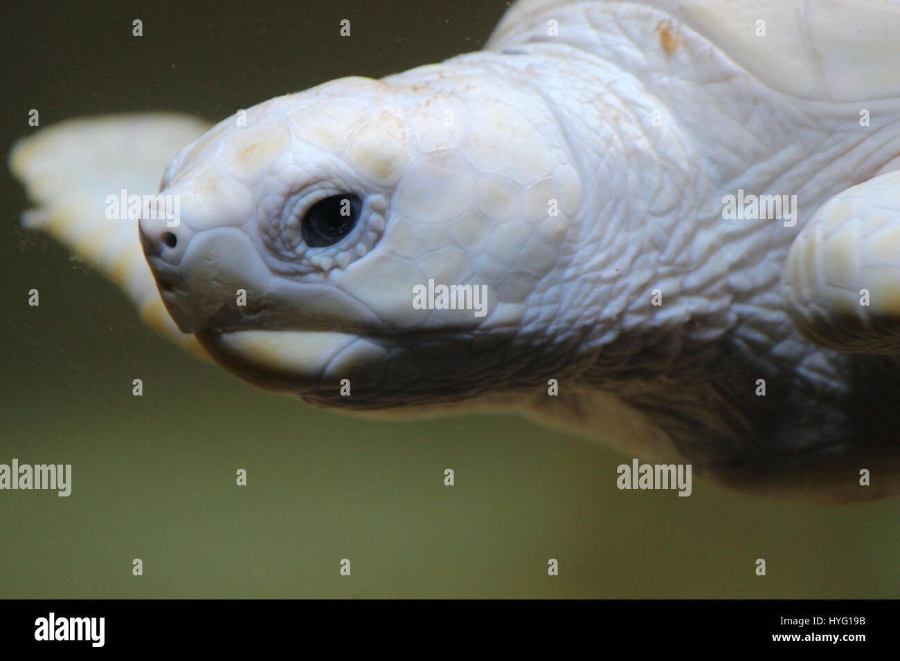 ANTIBES, FRANCE: A BABY albino being taught to swim by it's bigger ...