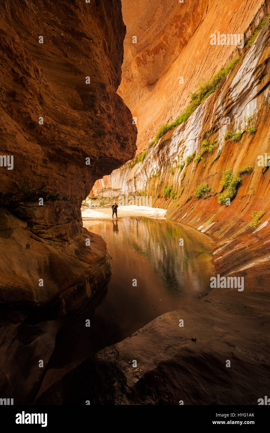 The Great Alcove in the Right Fork of North Creek Canyon, Zion National ...
