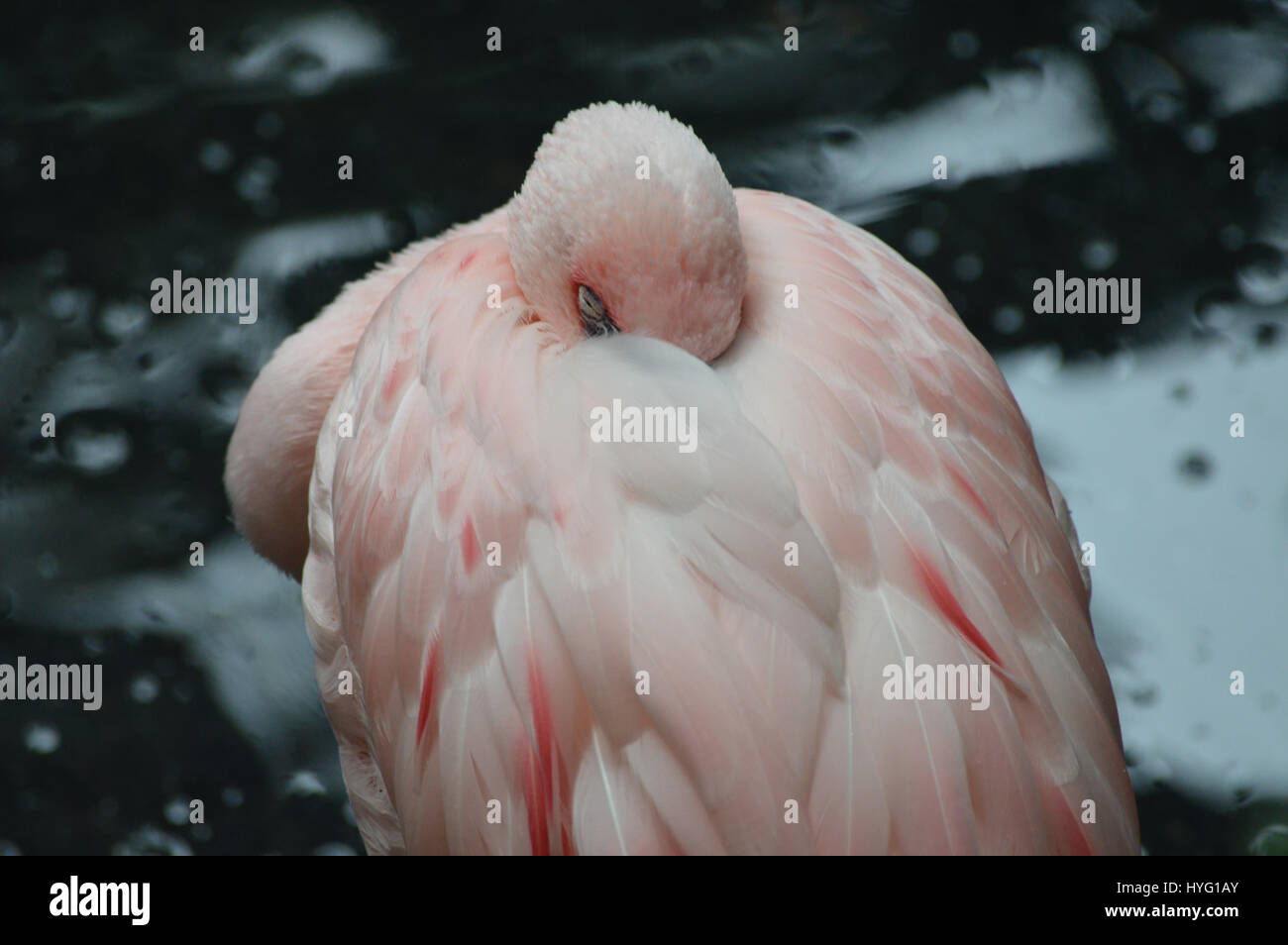 Flamingo texture hi-res stock photography and images - Alamy