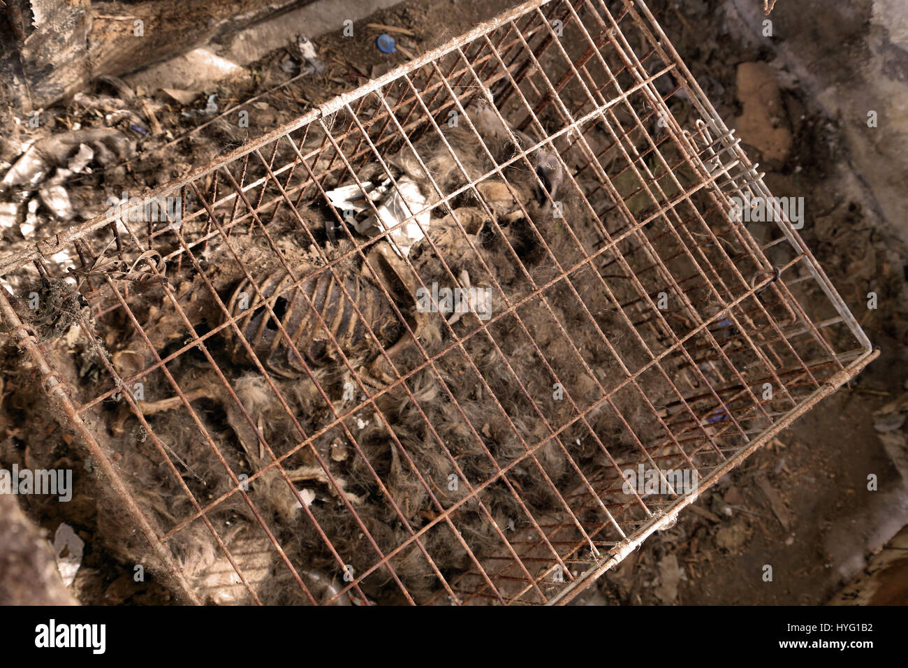 LICHFIELD, UK: A cage with the complete skeleton of a dead dog still ...