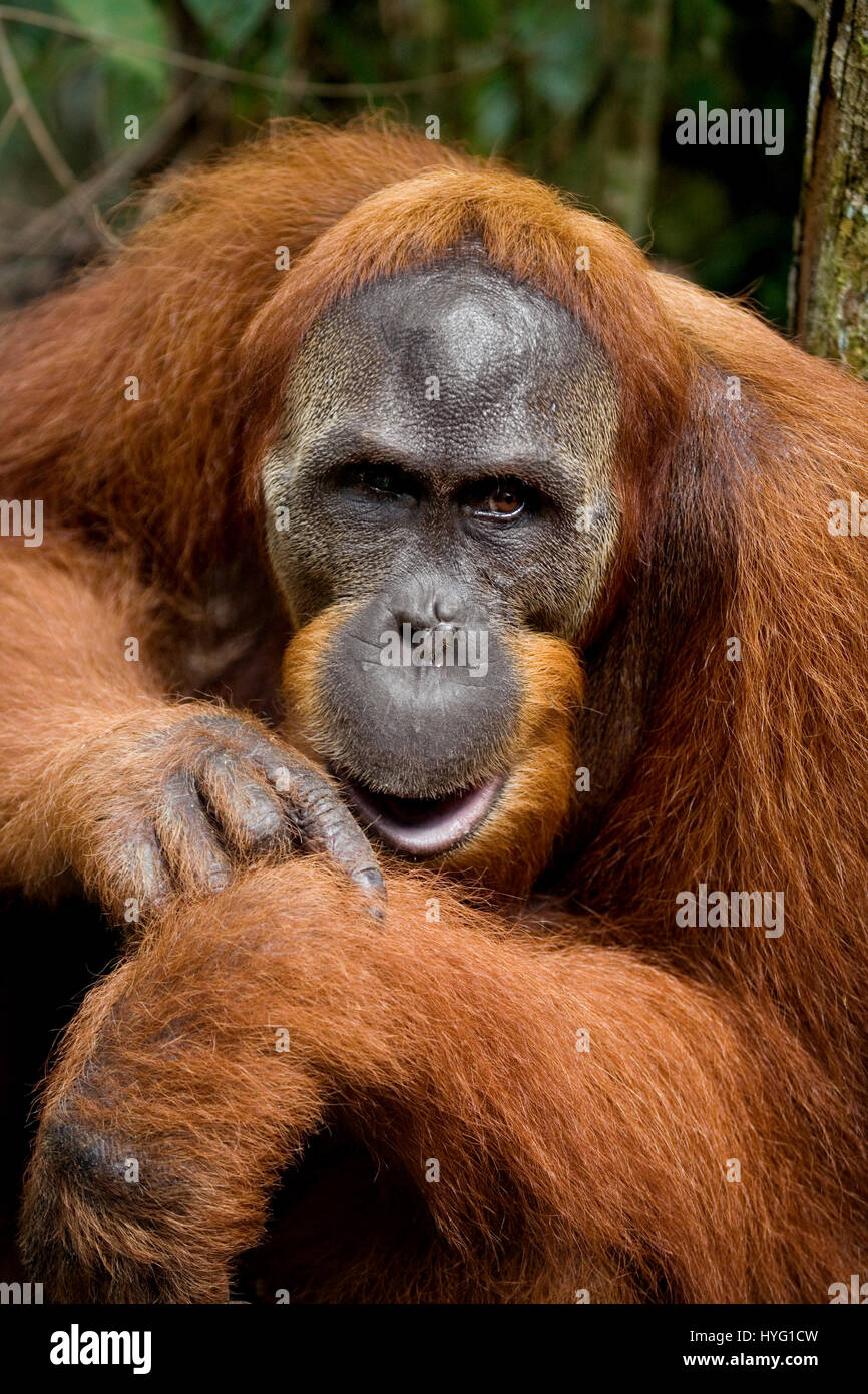 INDONESIA: A HUMOROUS picture of a wild orangutan shows the mischievous ...