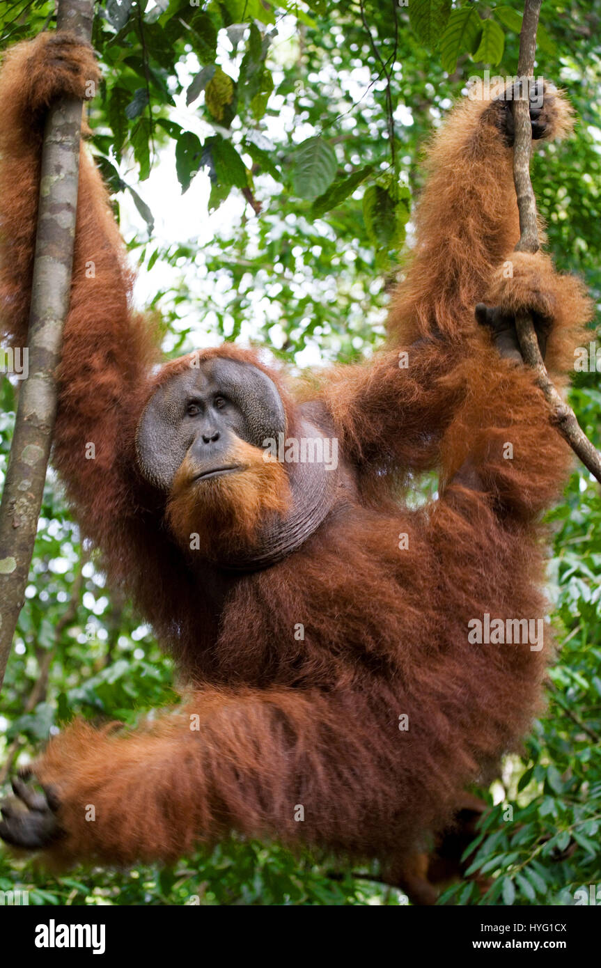 INDONESIA: A HUMOROUS picture of a wild orangutan shows the mischievous ...