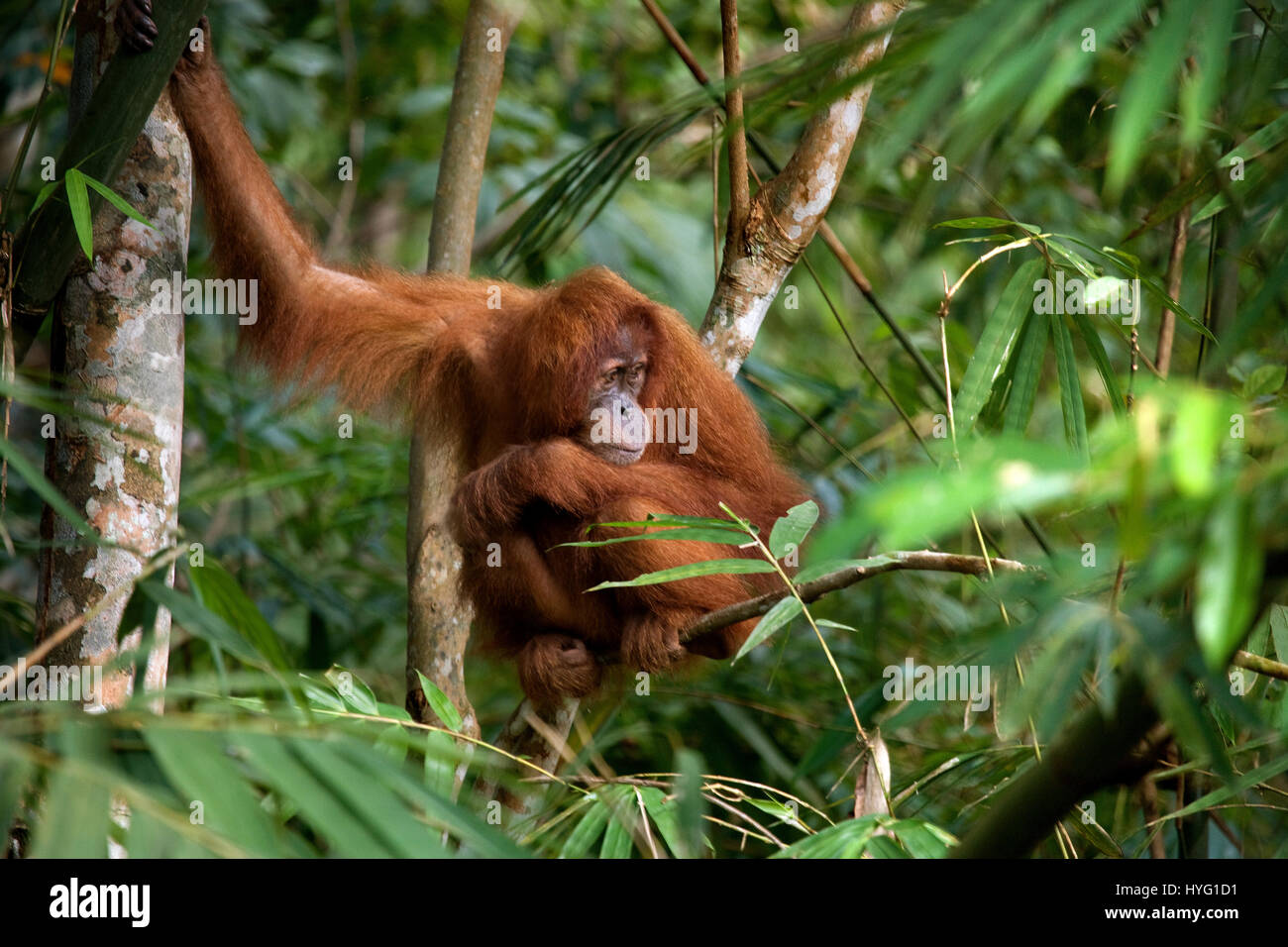 INDONESIA: A HUMOROUS picture of a wild orangutan shows the mischievous ...