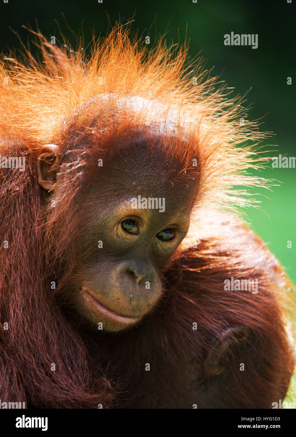 INDONESIA: A HUMOROUS picture of a wild orangutan shows the mischievous ...