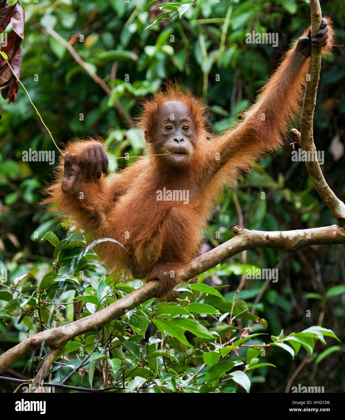 INDONESIA: A HUMOROUS picture of a wild orangutan shows the mischievous ...