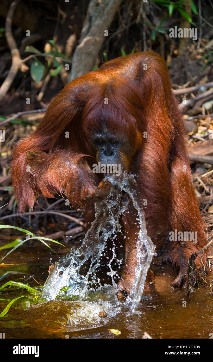 INDONESIA: A HUMOROUS picture of a wild orangutan shows the mischievous ...