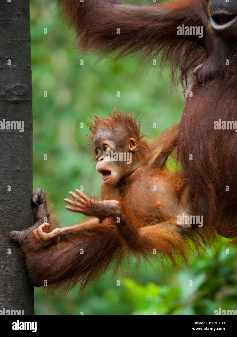 INDONESIA: A HUMOROUS picture of a wild orangutan shows the mischievous ...