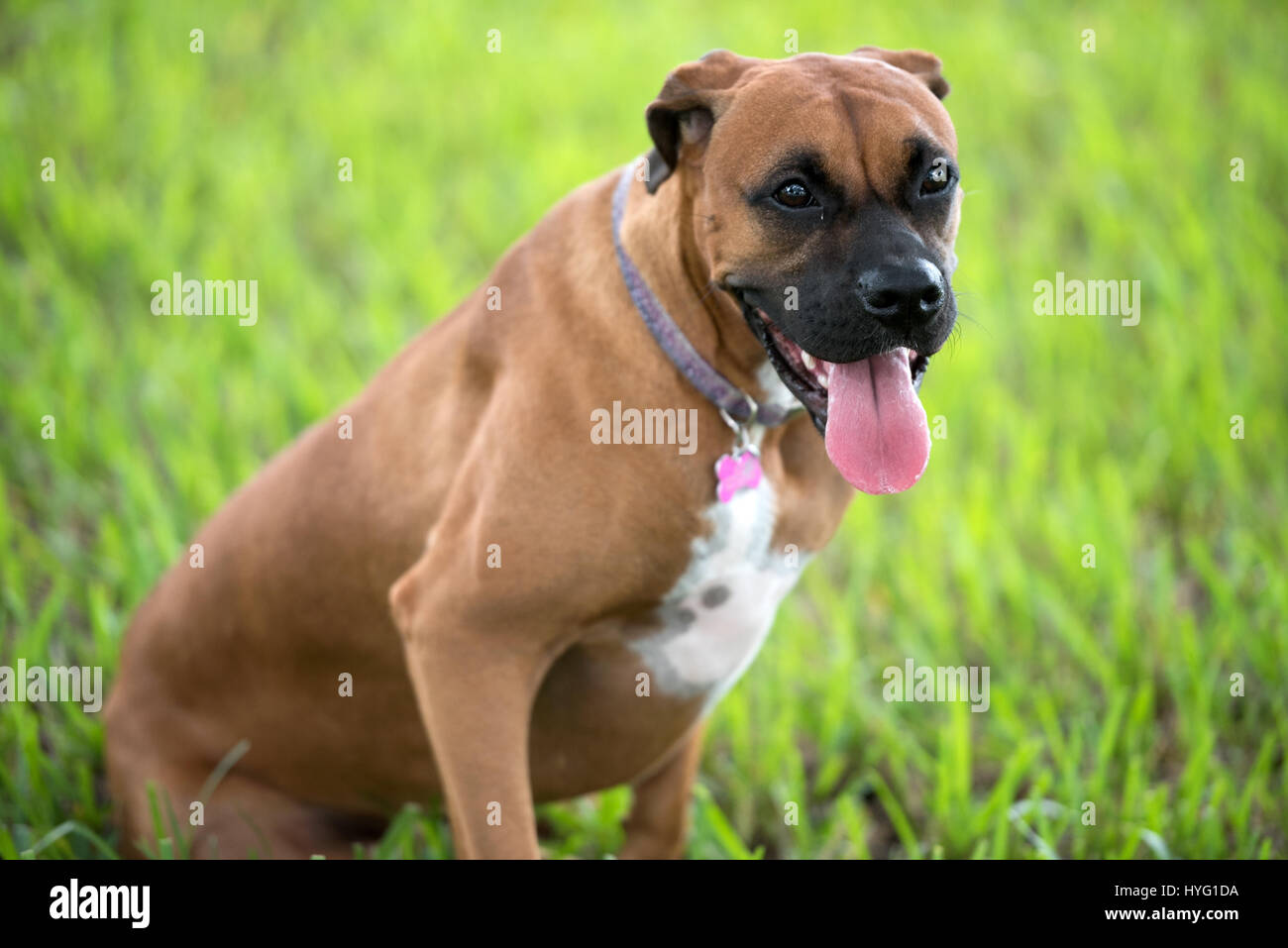 Female boxer dog playing outdoors with a toy Stock Photo - Alamy