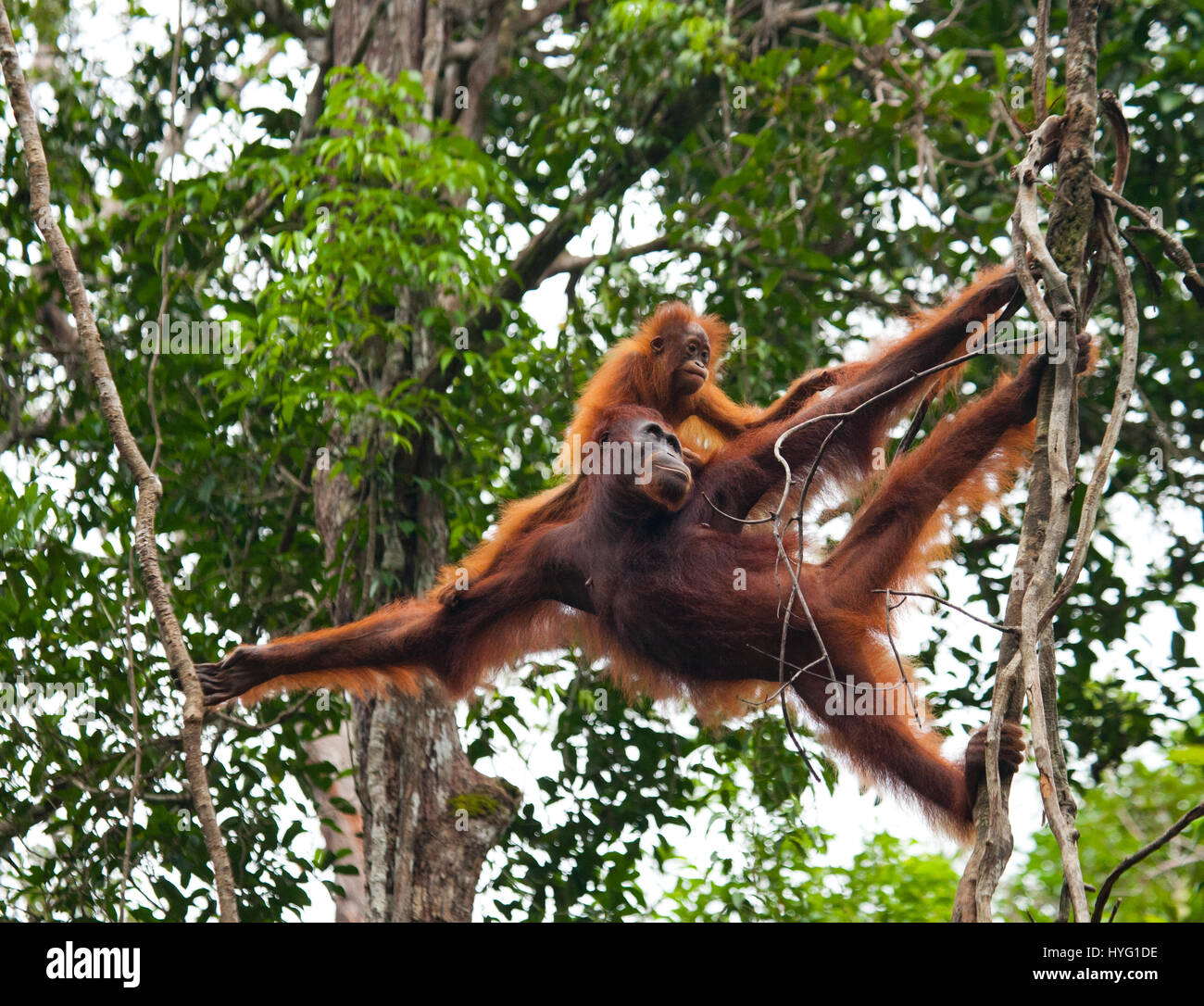 INDONESIA: A HUMOROUS picture of a wild orangutan shows the mischievous ...