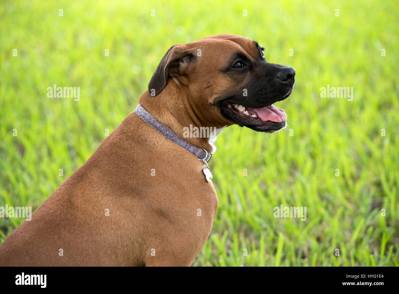 Female boxer dog playing outdoors with a toy Stock Photo - Alamy