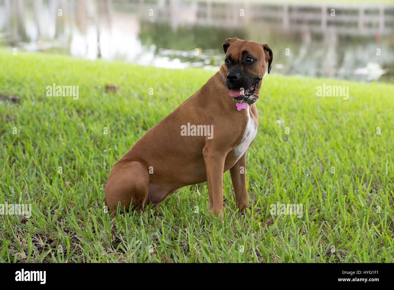 Female boxer dog playing outdoors with a toy Stock Photo - Alamy