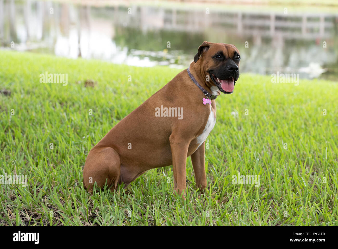 Female boxer dog playing outdoors with a toy Stock Photo - Alamy
