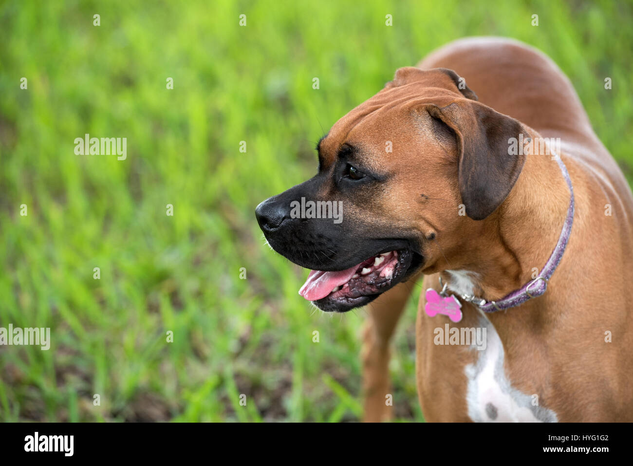Female boxer dog playing outdoors with a toy Stock Photo - Alamy