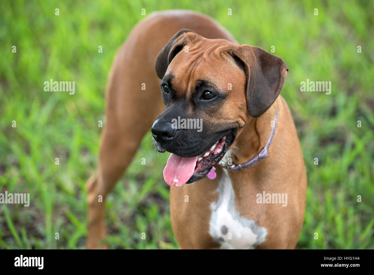 Female boxer dog playing outdoors with a toy Stock Photo - Alamy